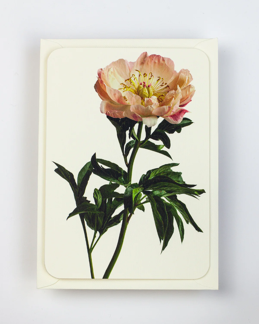 Canonbury Press Peony Greeting Card – Curate